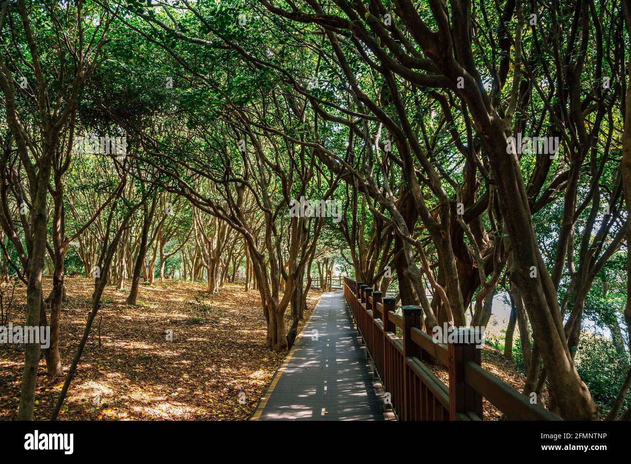 Odongdo island forest road in Yeosu, Korea Stock Photo - Alamy