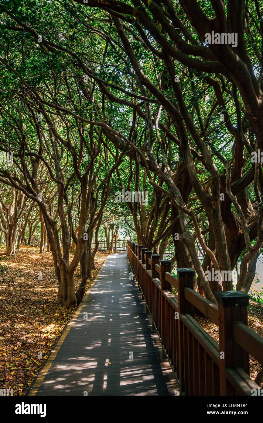 Odongdo island forest road in Yeosu, Korea Stock Photo - Alamy