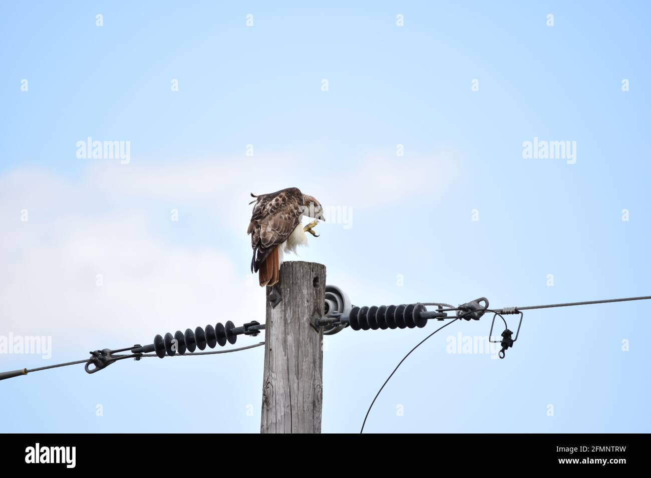 Red tailed hawk perched hi-res stock photography and images - Alamy