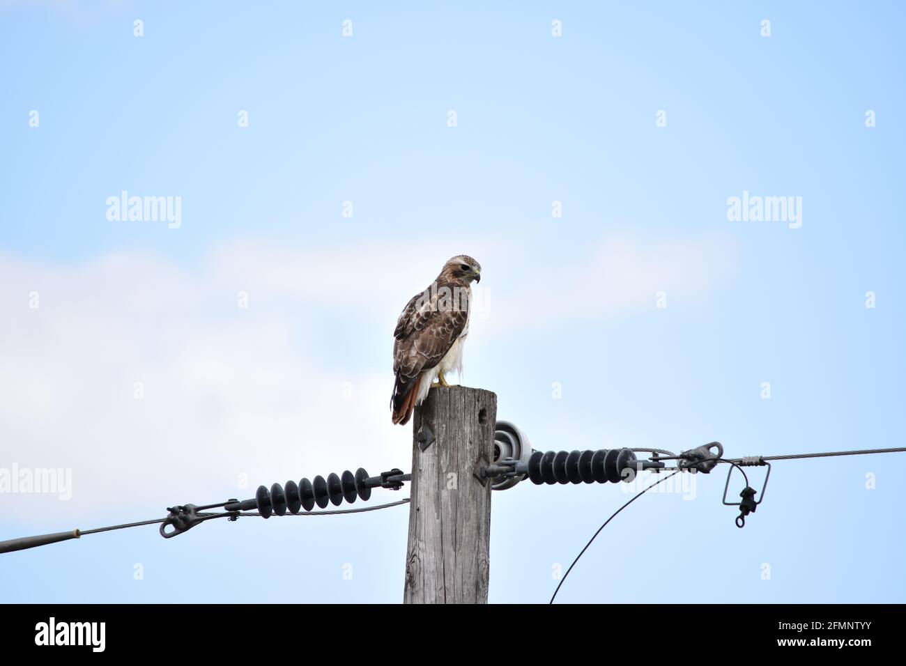 Perched on power pole hi-res stock photography and images - Alamy