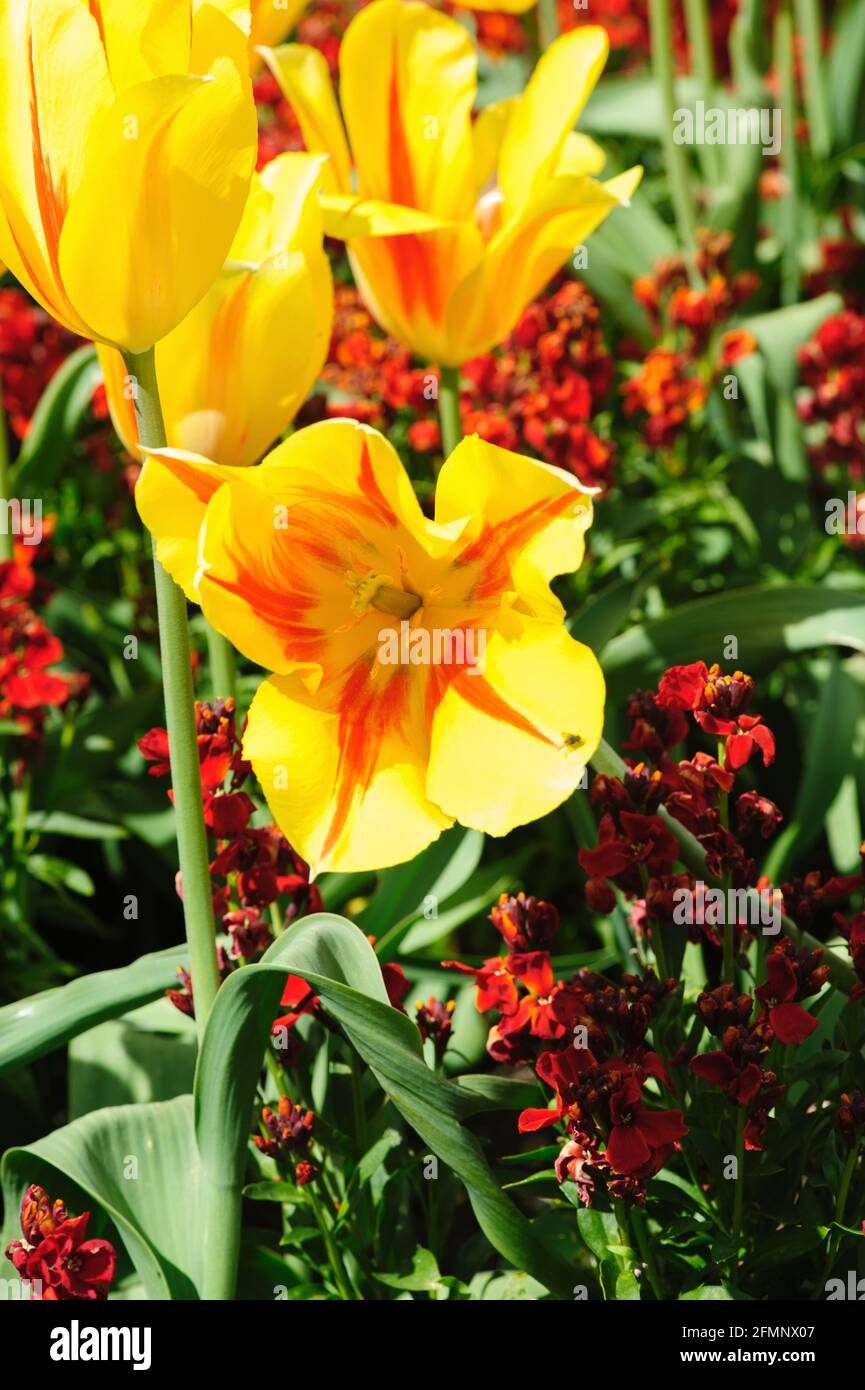 Tulip Hocus Pocus High Resolution Stock Photography and Images - Alamy