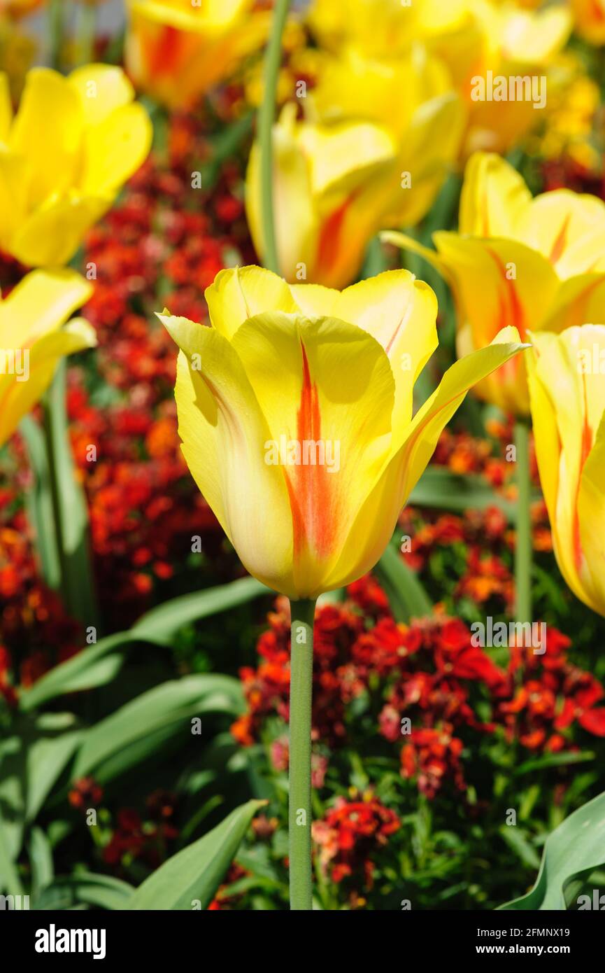 Beautiful yellow flowers Tulipa Hocus Pocus blossom in the garden Stock ...