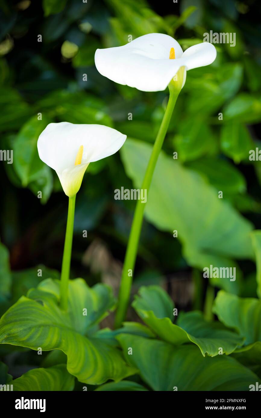 White arum lily leaves hi-res stock photography and images - Alamy