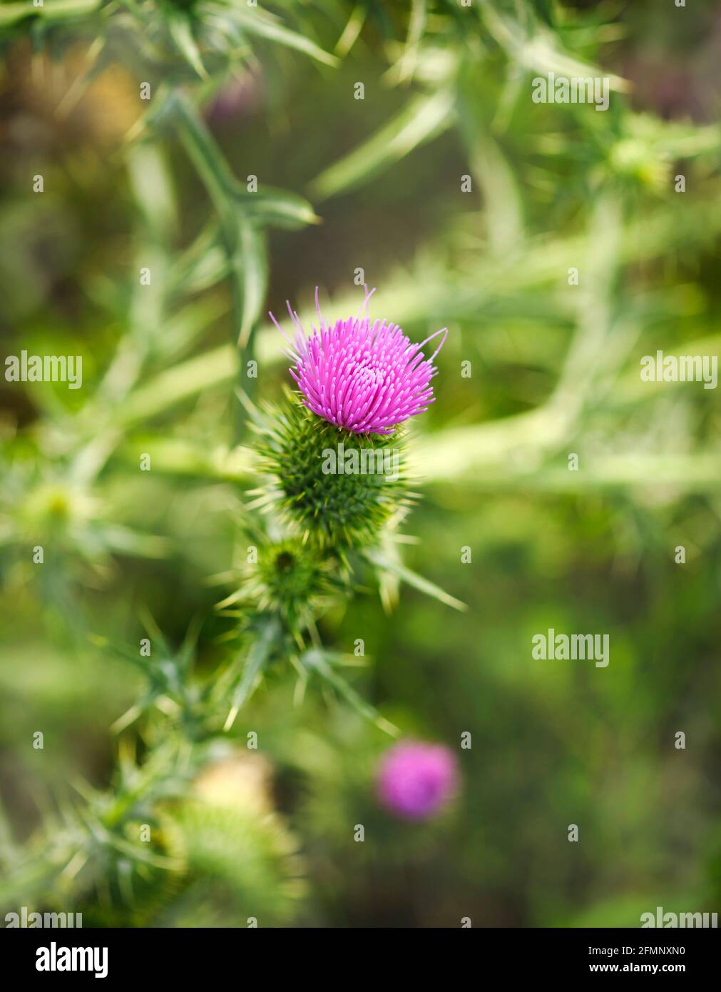 A purple Carduus Acanthoide flower. Plumeless thistles in bloom. Summer ...