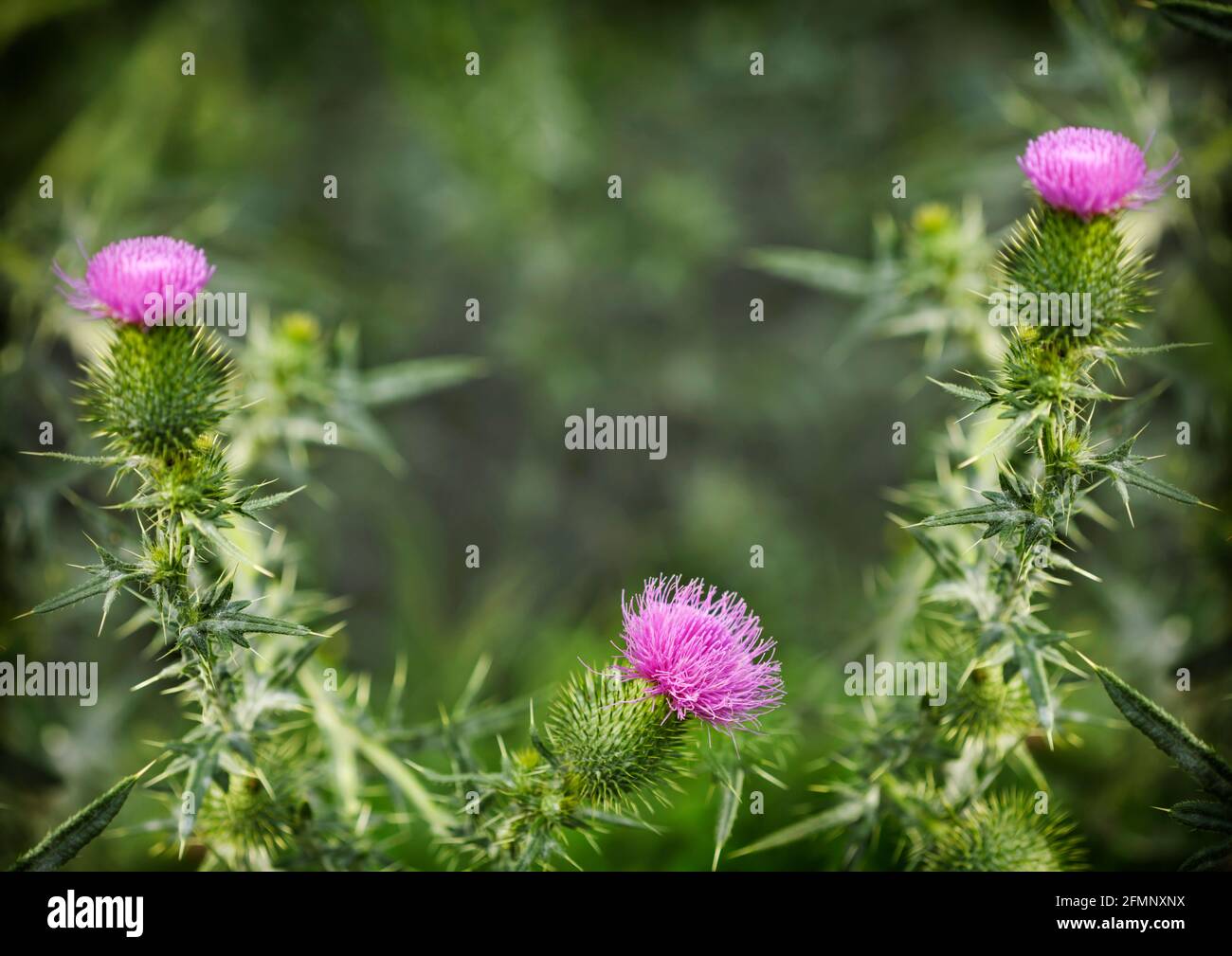 A purple Carduus Acanthoide flower. Plumeless thistles in bloom. Summer ...