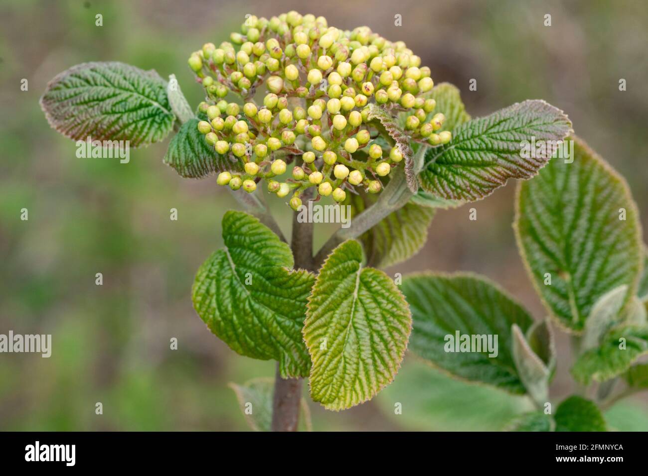 Wayfaring-tree (Viburnum lantana) flower buds Stock Photo - Alamy