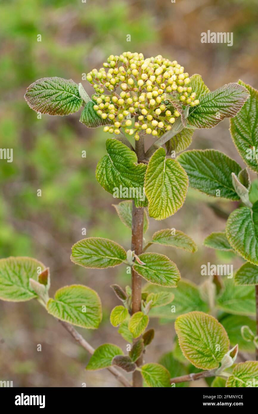 Wayfaring viburnum hi-res stock photography and images - Alamy