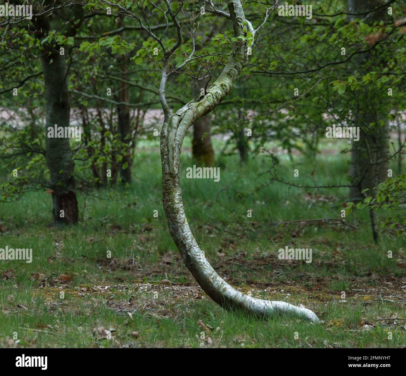 Twisted silver birch tree hi-res stock photography and images - Alamy