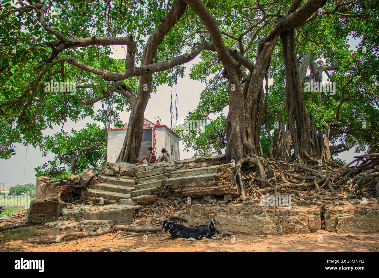 big Banian trees surrounding a oldest temple in Bangladesh . tow ...