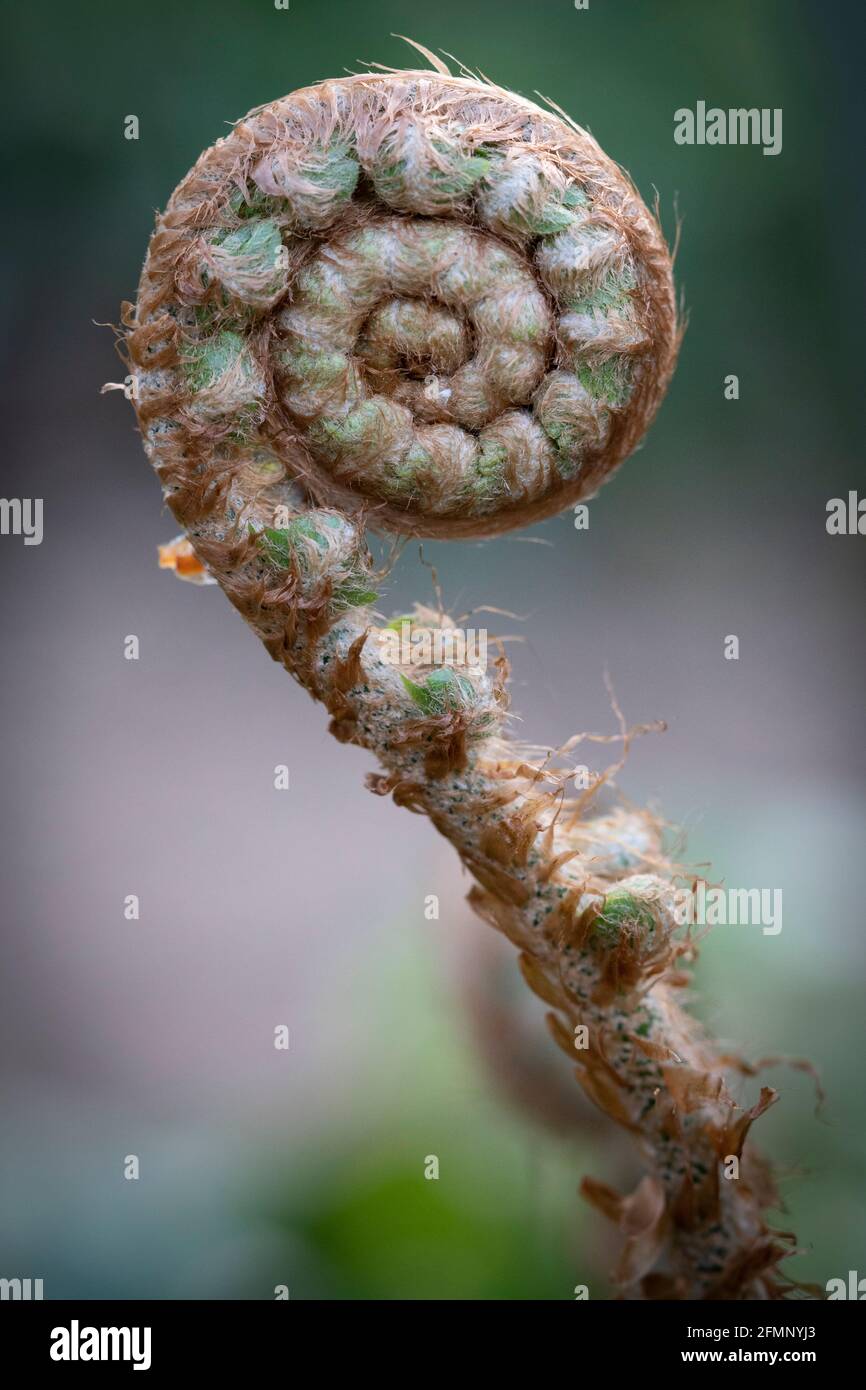 Frond unfurling hi-res stock photography and images - Alamy