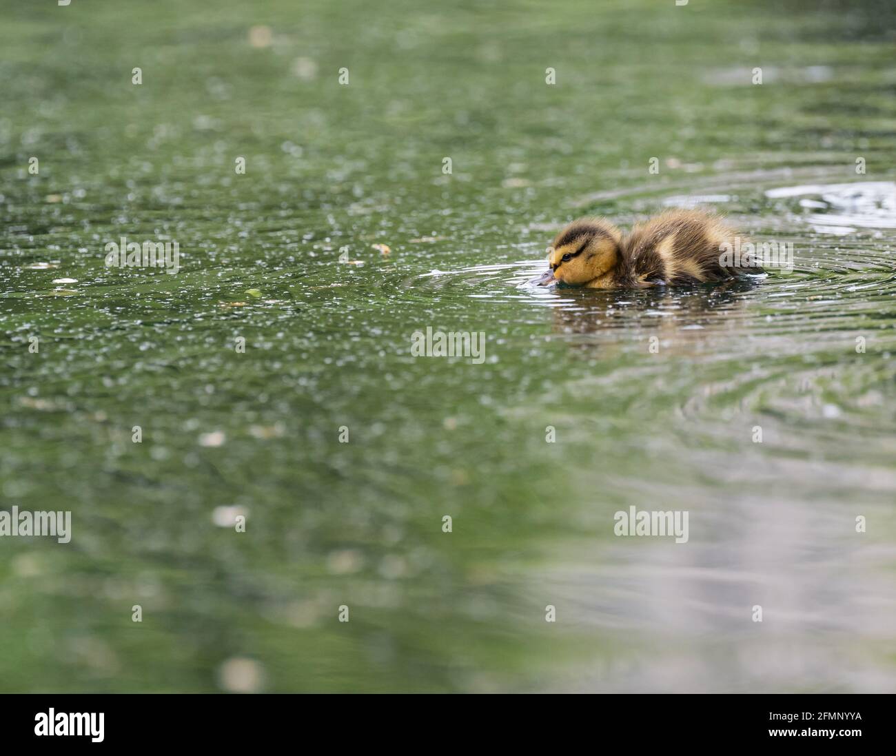 Duck beak hi-res stock photography and images - Alamy
