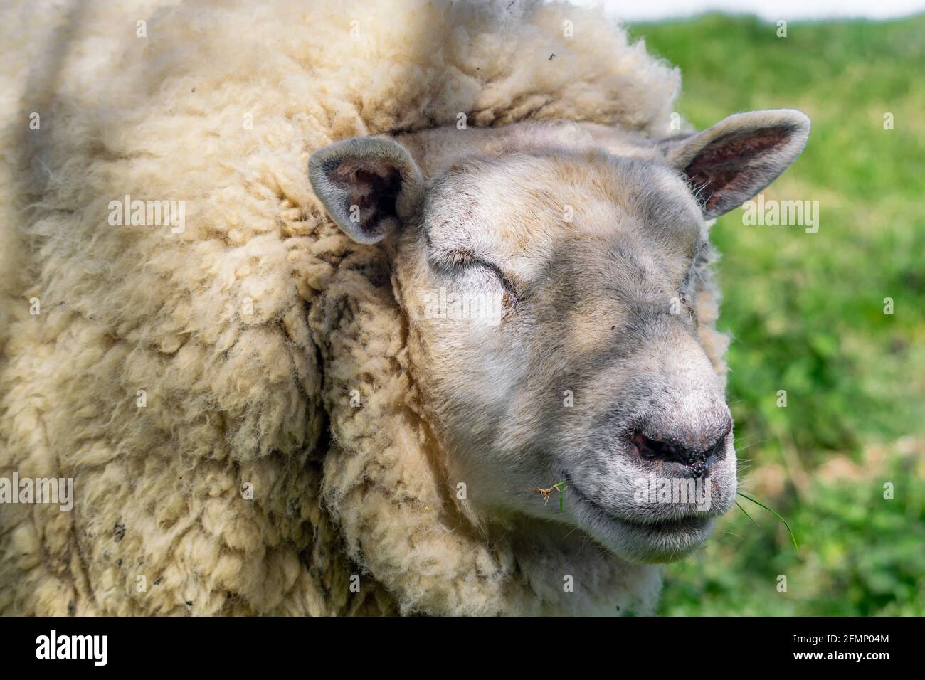 Resting british white cattle hi-res stock photography and images - Alamy