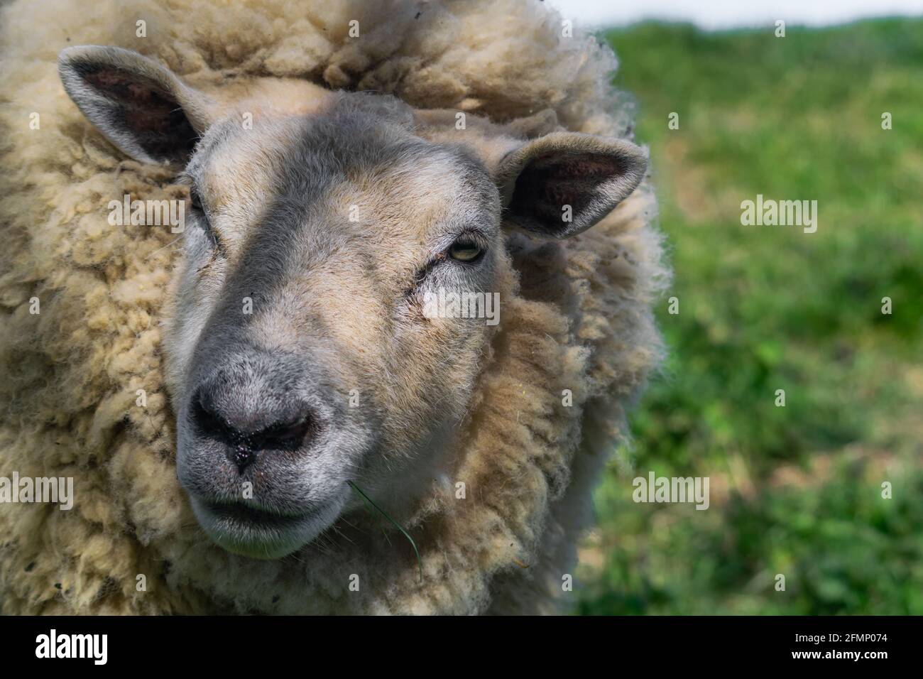 Fluffy sheep hi-res stock photography and images - Alamy