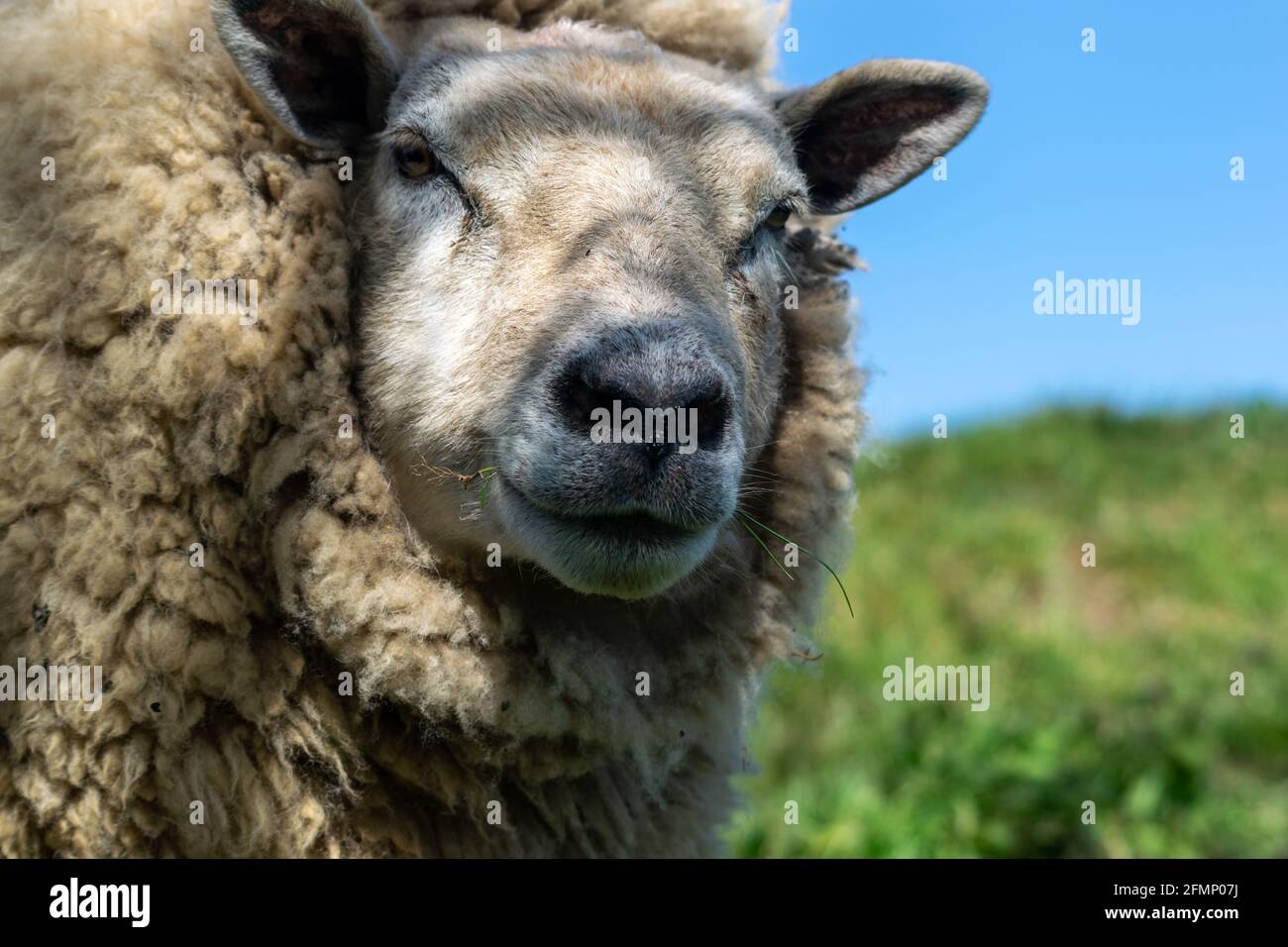 Resting british white cattle hi-res stock photography and images - Alamy
