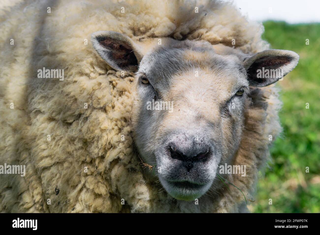 Resting british white cattle hi-res stock photography and images - Alamy
