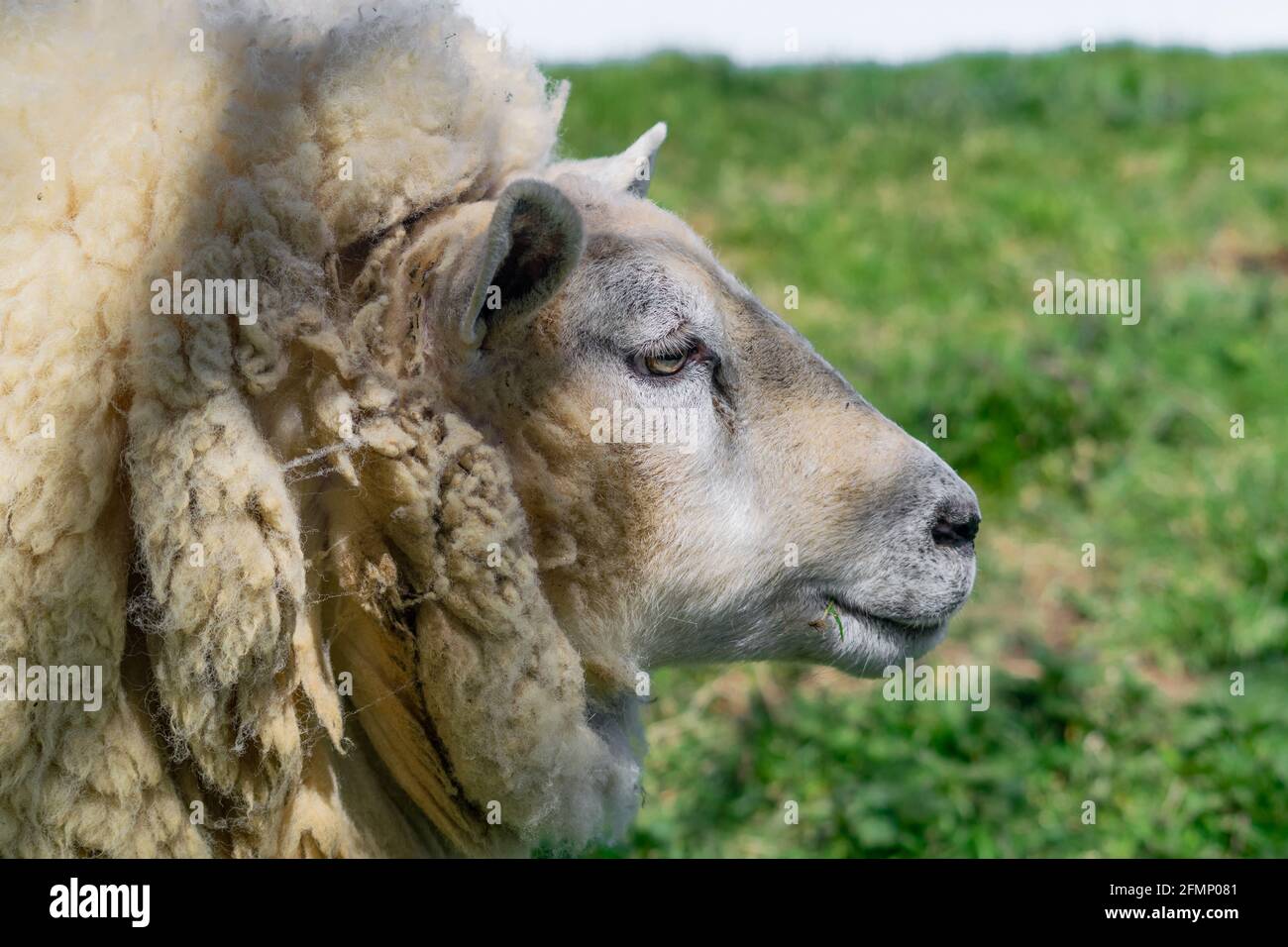 Resting british white cattle hi-res stock photography and images - Alamy