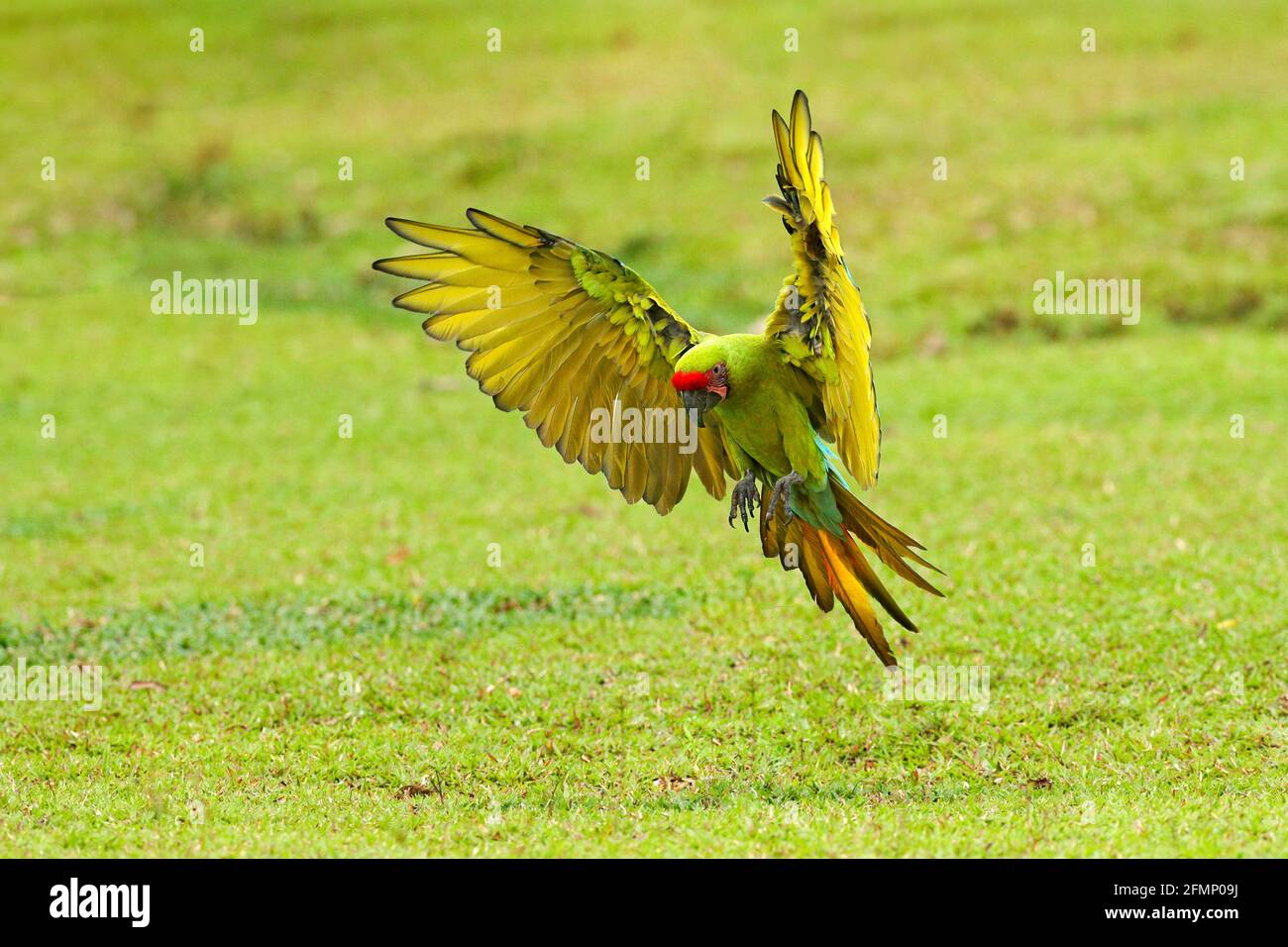 Big parrot in habitat. Endangered parrot, Great green macaw, Ara ...