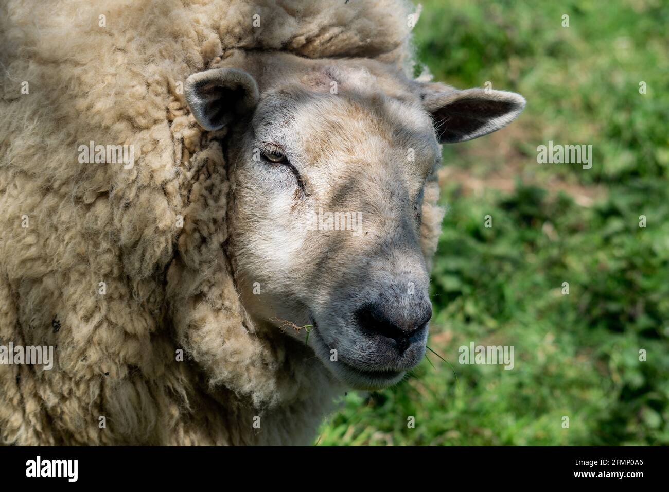 Resting british white cattle hi-res stock photography and images - Alamy
