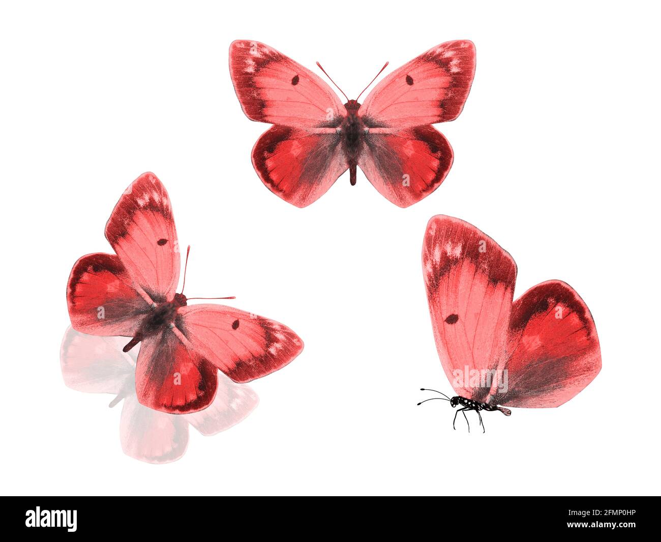 set of red butterflies isolated on a white background. flock of colored ...