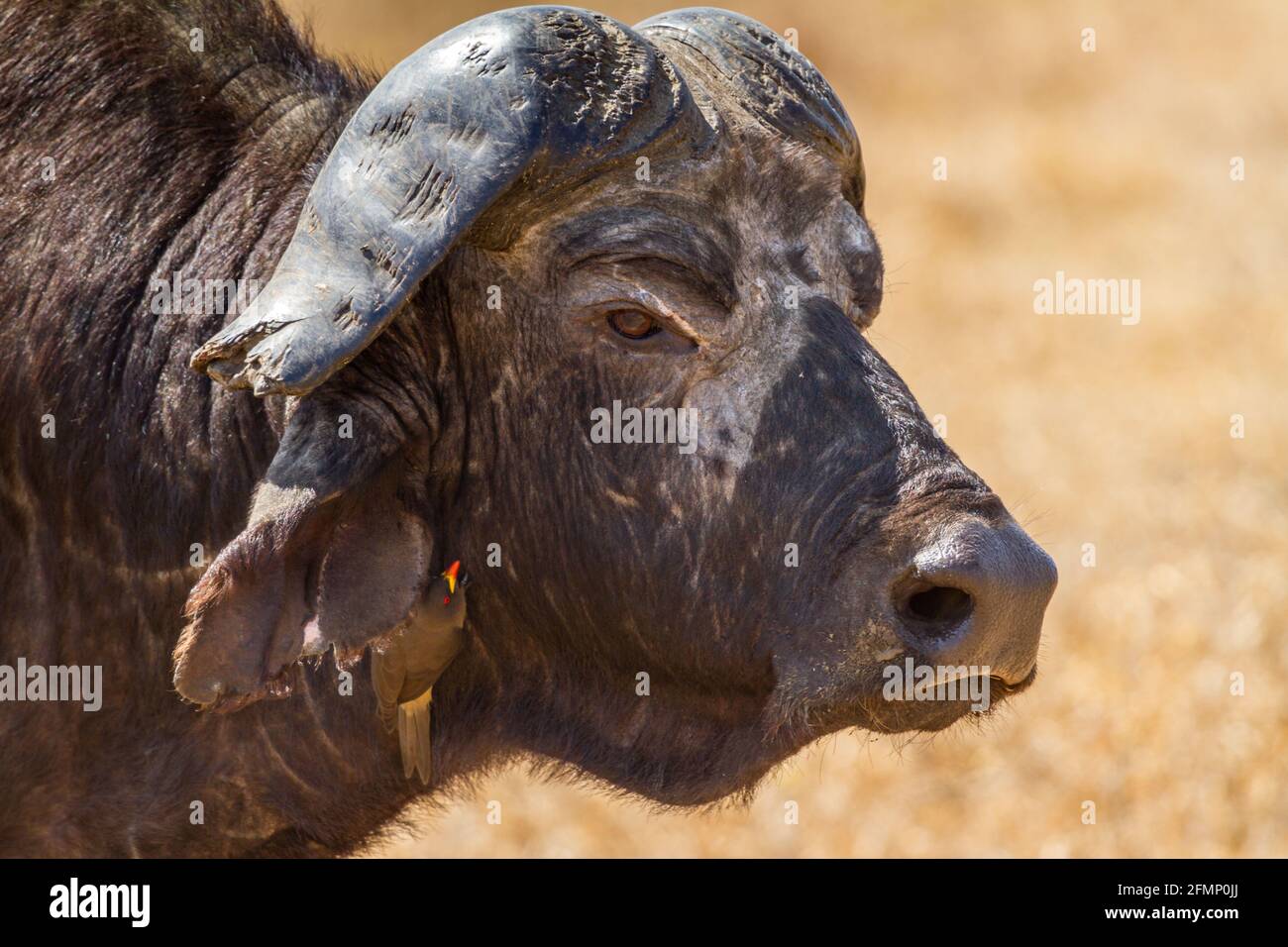 African buffalo with broken horns and a small bird under its ear Stock ...