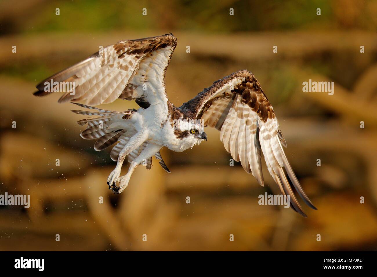 Flying osprey with fish. Action scene with bird, nature water habitat ...