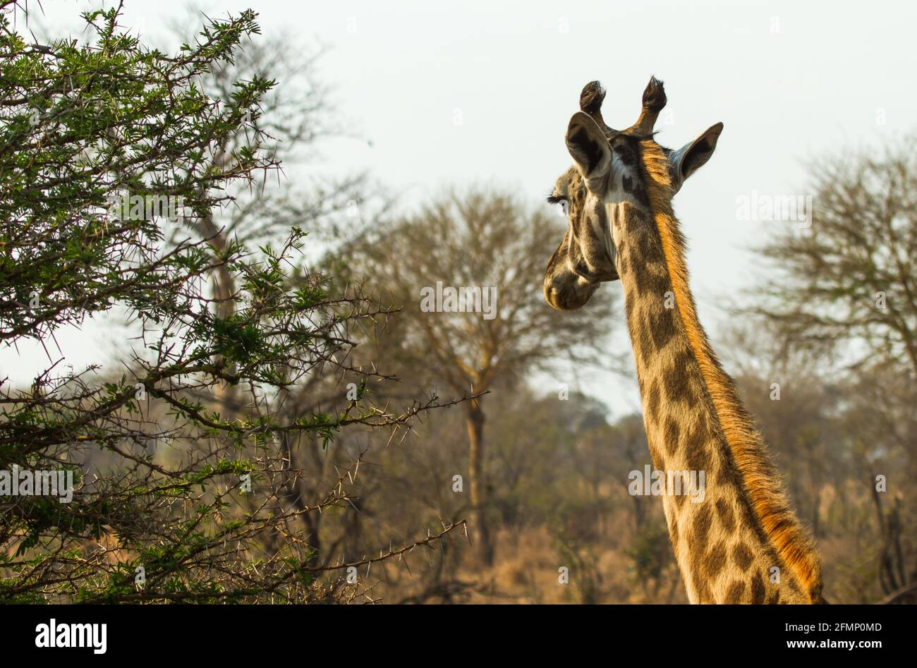 The back side of a giraffe head and neck Stock Photo - Alamy