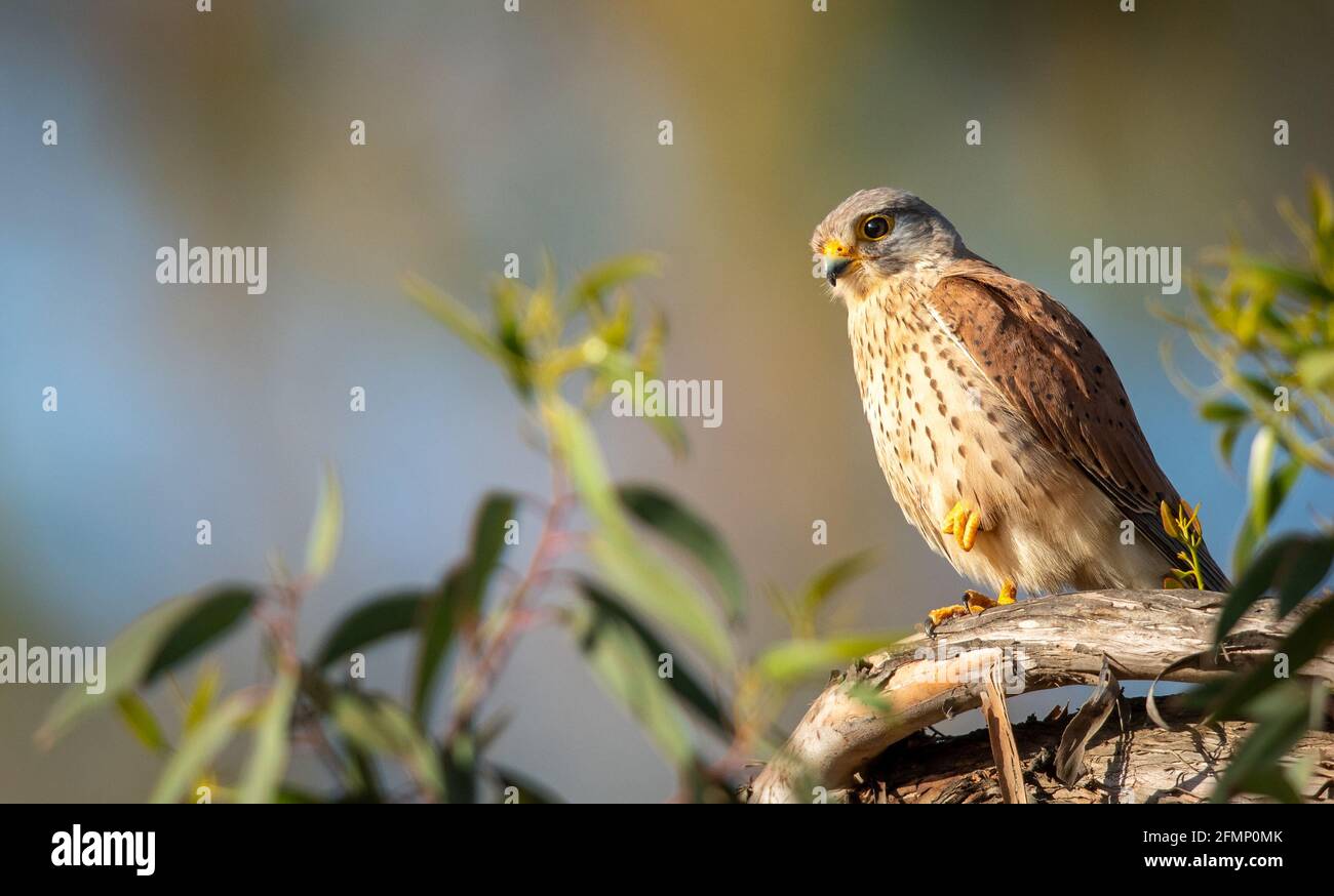 Kestrel feathers hi-res stock photography and images - Alamy