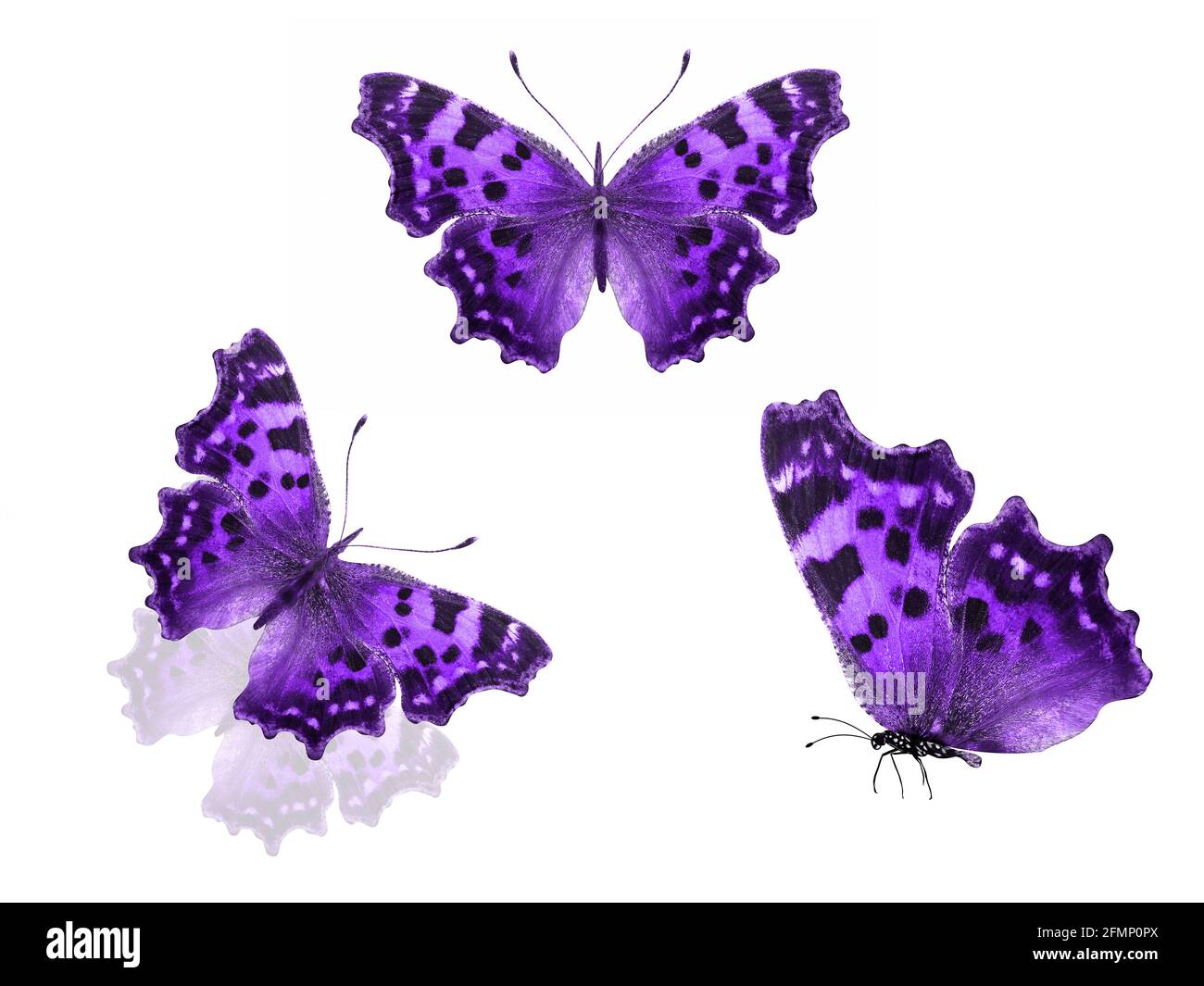 three purple butterflies isolated on a white background. High quality ...