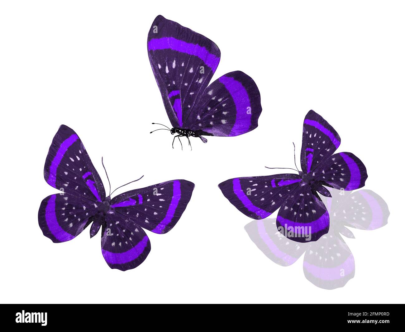three purple butterflies isolated on a white background. High quality ...