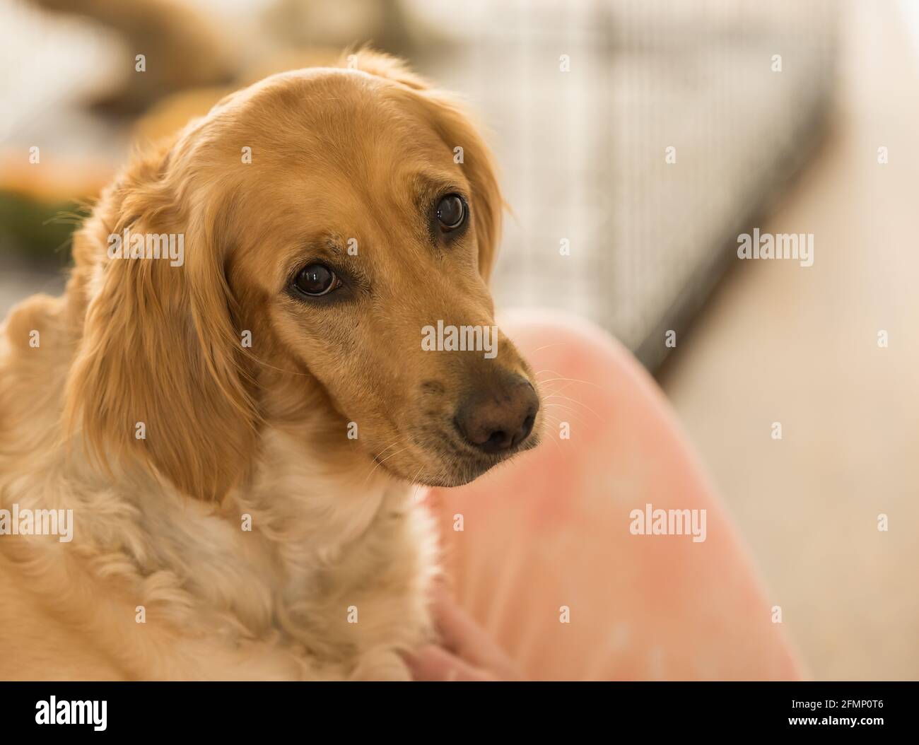 Sad golden retriever hi-res stock photography and images - Alamy