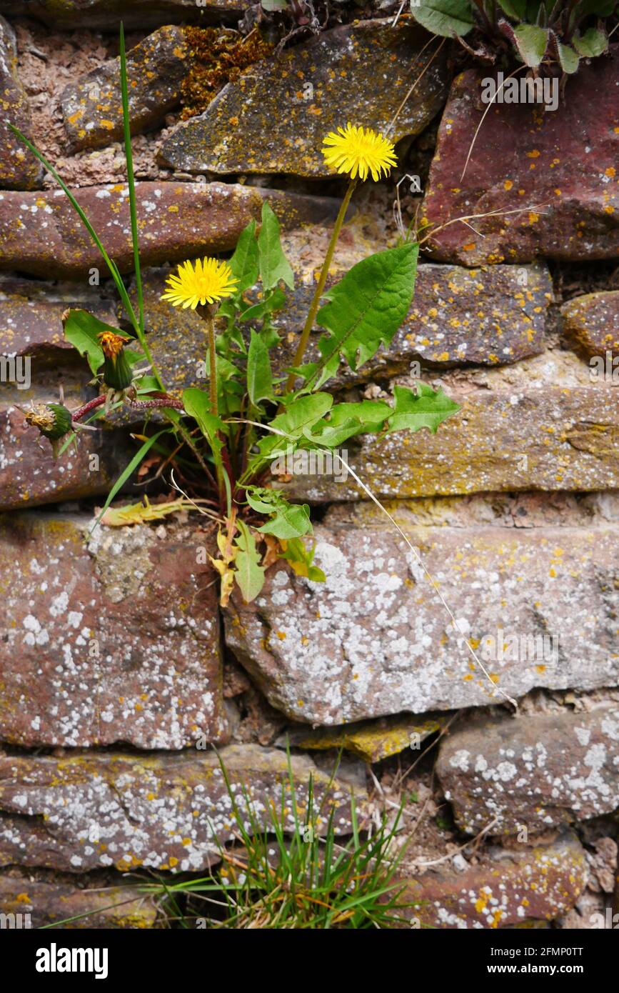 yellow dandelion flowers grow in the wall of an old castle ruin Stock ...