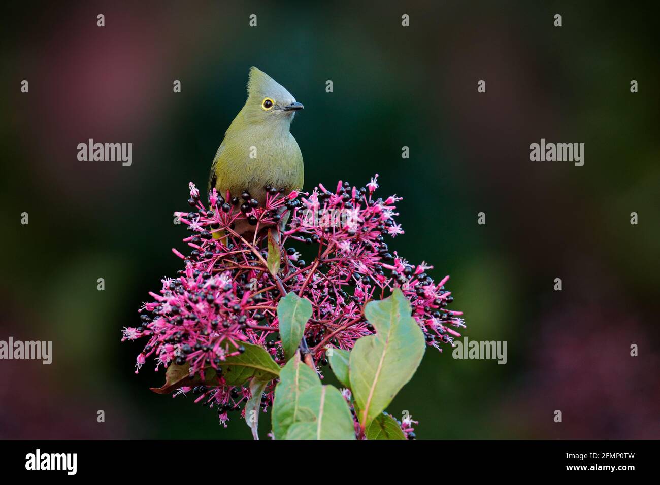 Long-tailed silky-flycatcher, Ptiliogonys caudatus, beautiful bird ...