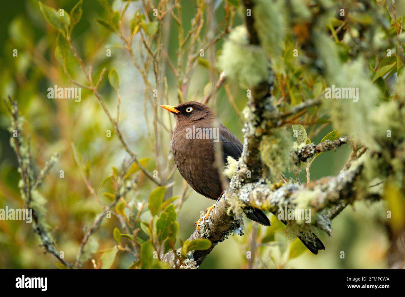 Clay-colored Robin, Turdus grayi, large thrush endemic to highlands of ...