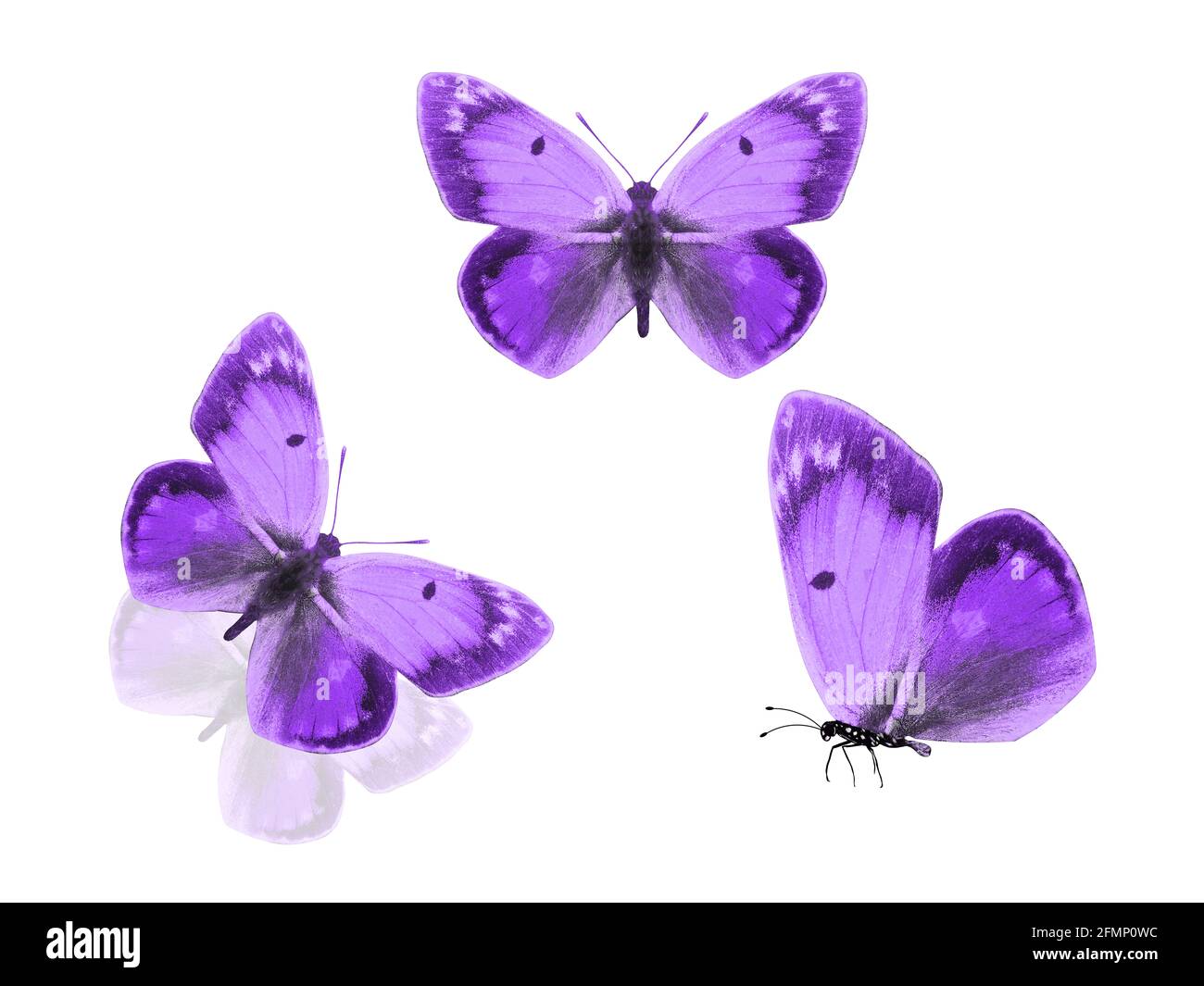 three purple butterflies isolated on a white background. High quality ...