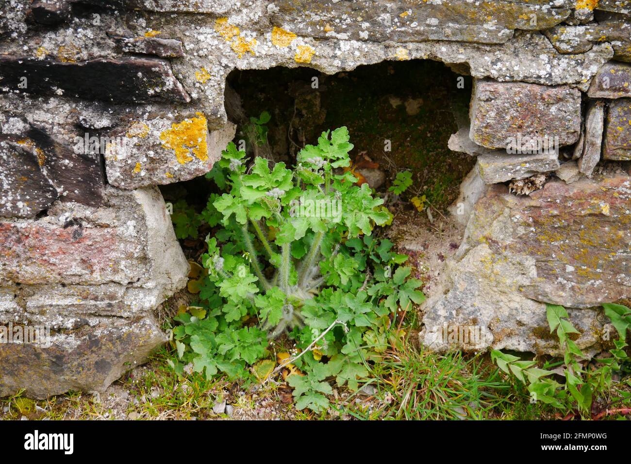 Chelidonium majus Common celandine with green leaves grows in a gap in ...