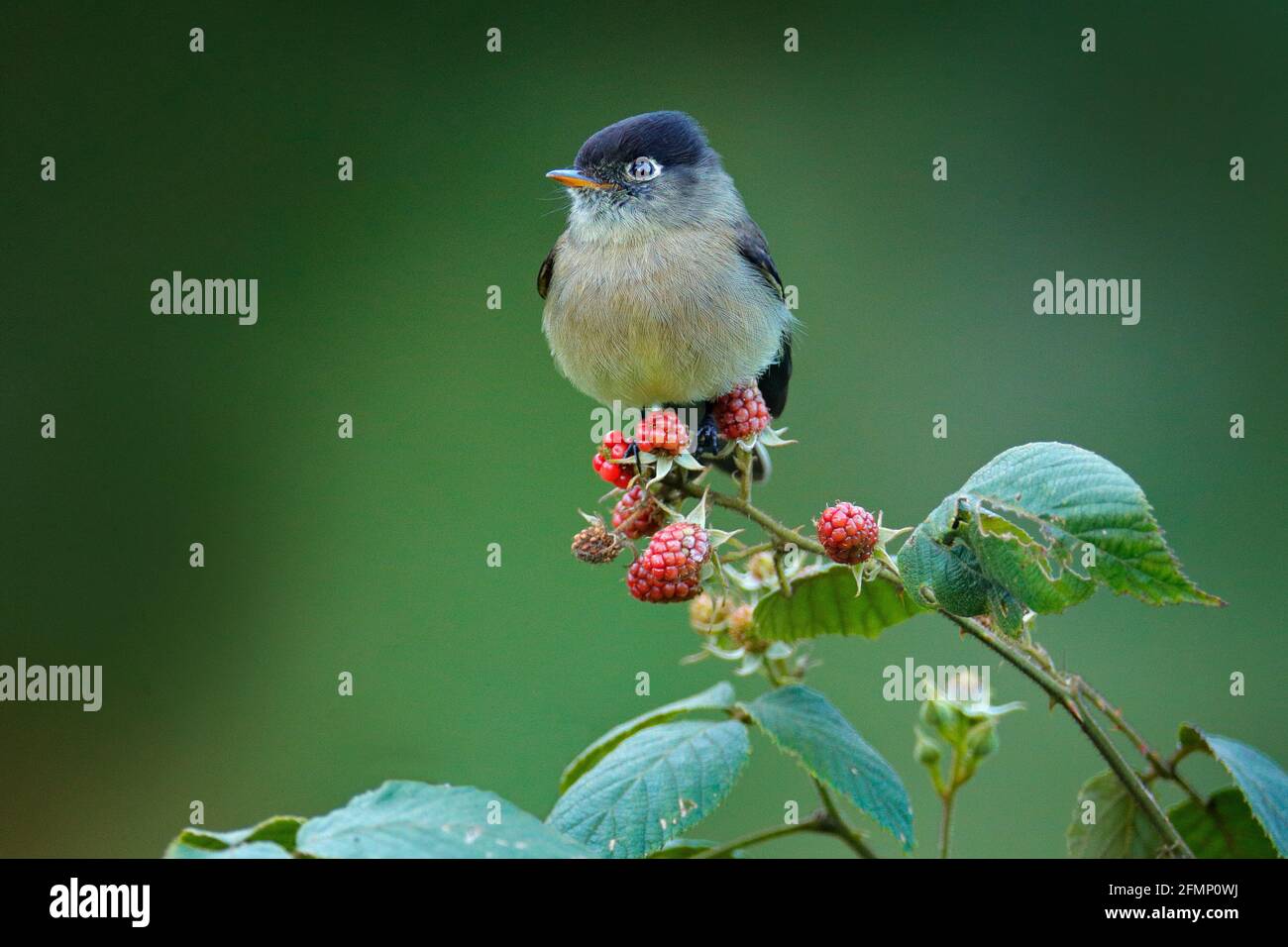 Black-capped flycatcher, Empidonax atriceps. Very small passerine bird ...