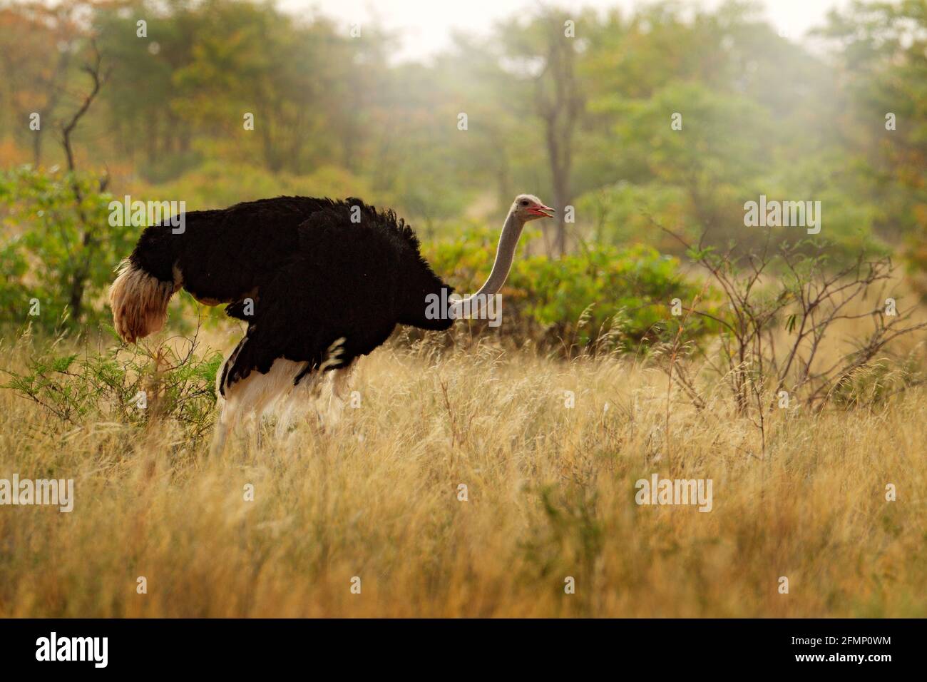 Common ostrich, Struthio camelus, big bird feeding green grass in ...