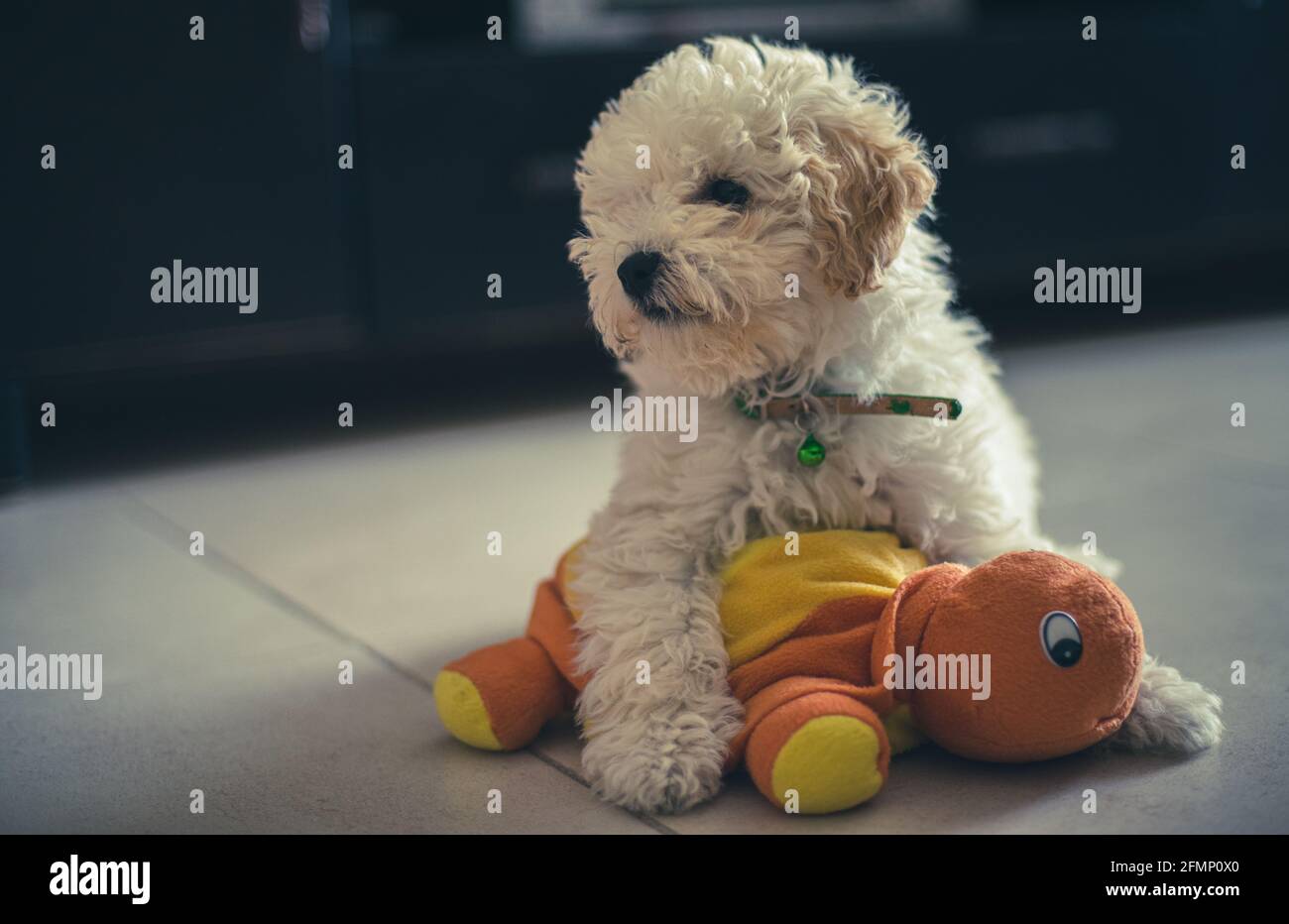 White Puddle dog is playing with a turtle puppet Stock Photo - Alamy