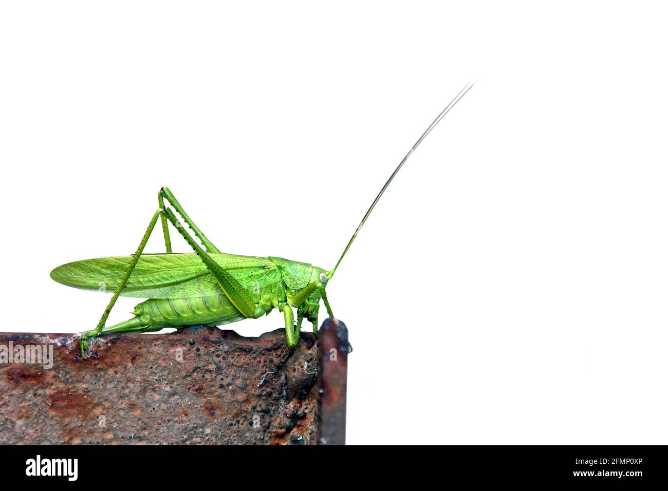 Locust close up. Great Green Locust Stock Photo - Alamy