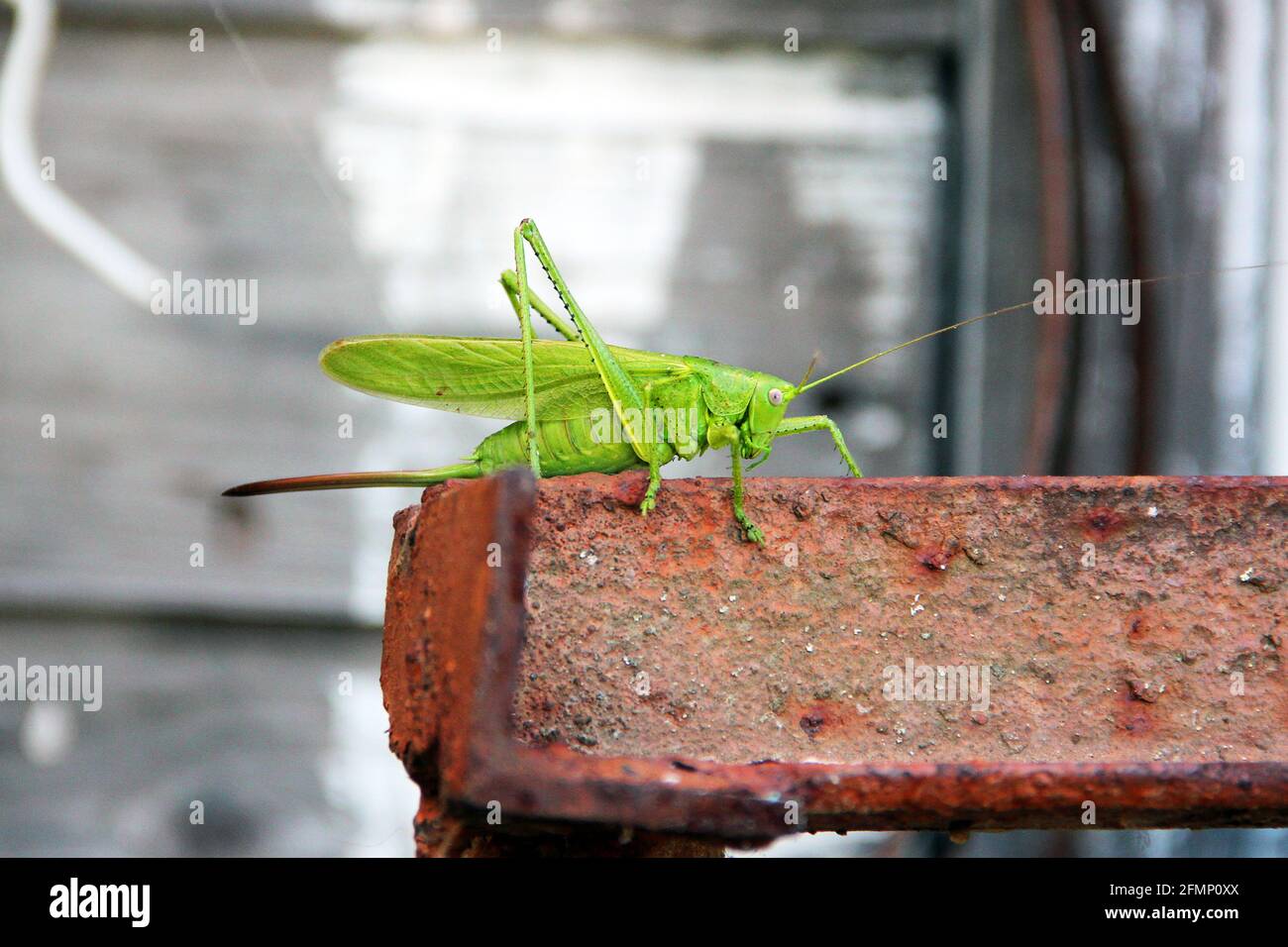 Locust close up. Great Green Locust Stock Photo - Alamy