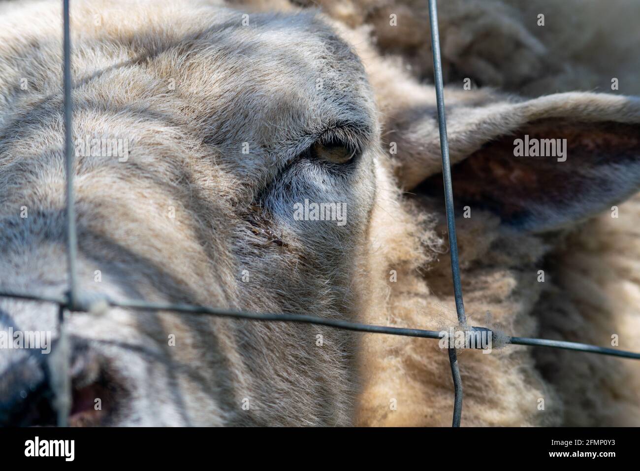 Hornless hi-res stock photography and images - Alamy