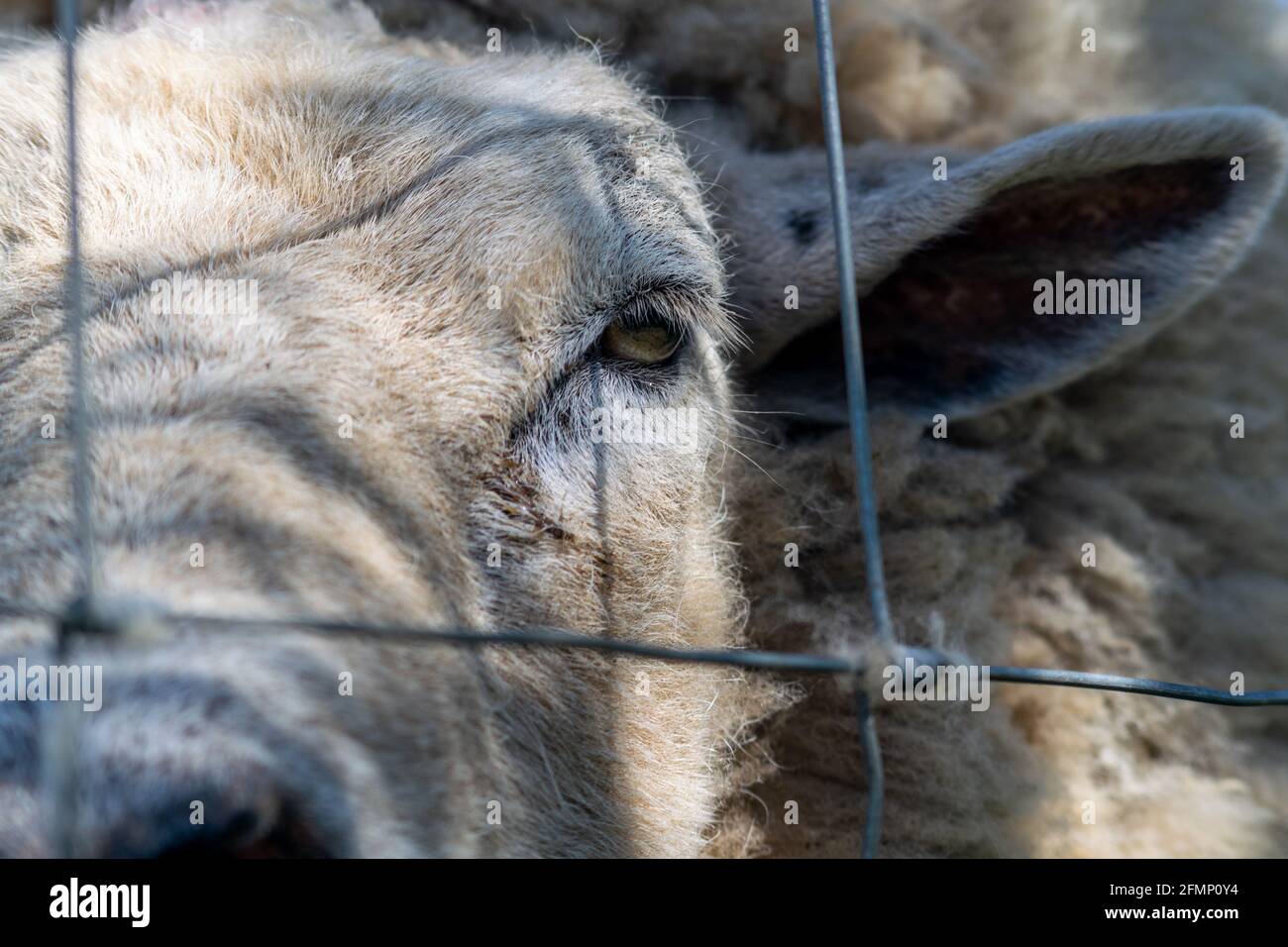 Hornless ram head closeup, animal looking trough a metal wired fence ...