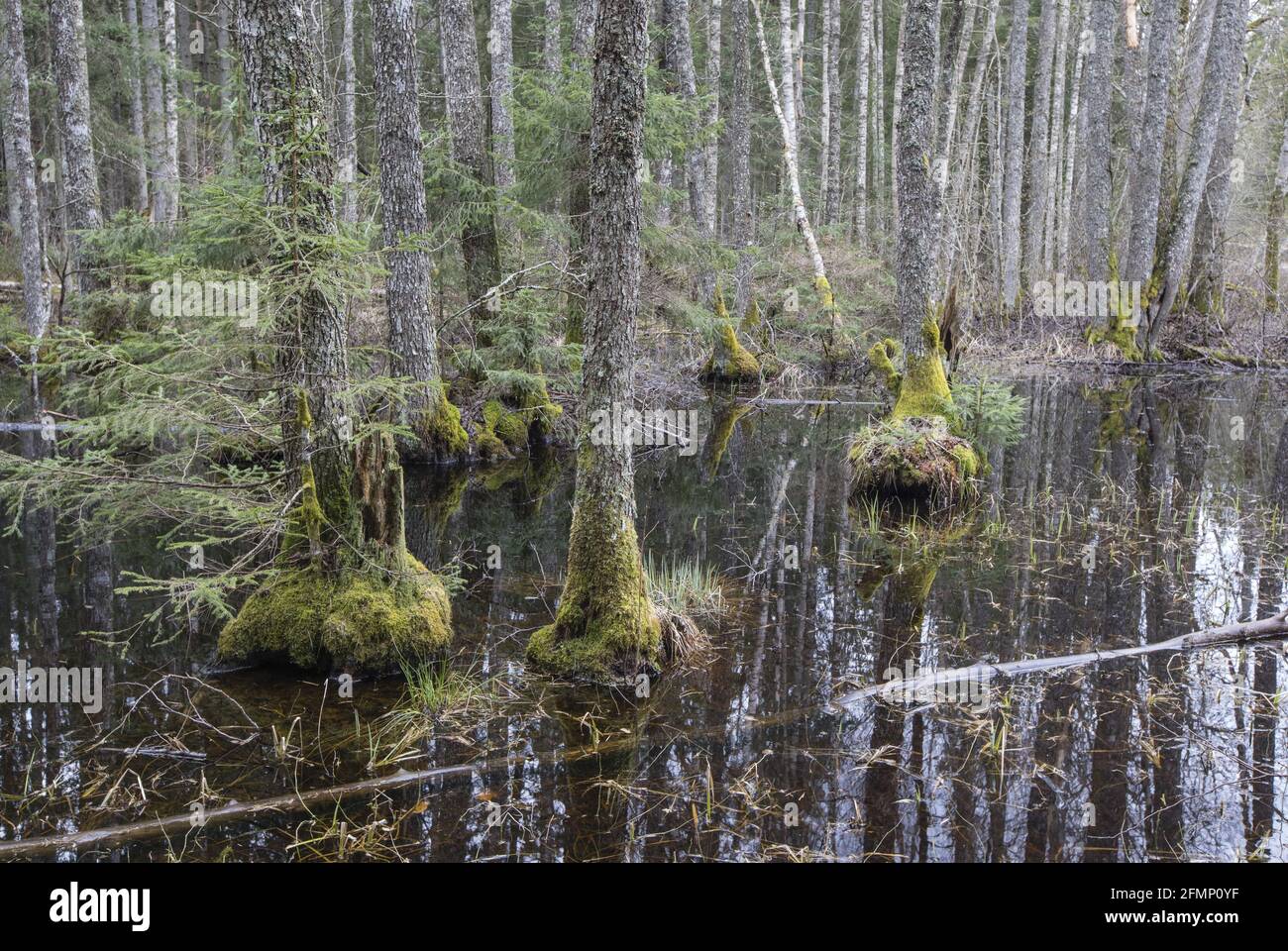 Swamp forest with mossy trees and stumps Stock Photo - Alamy