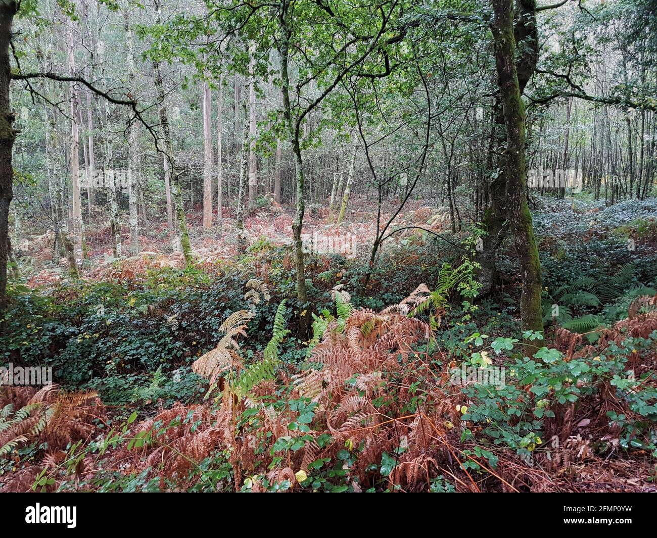 Mesmerizing scenery of a dense shrubbery in the forest Stock Photo - Alamy