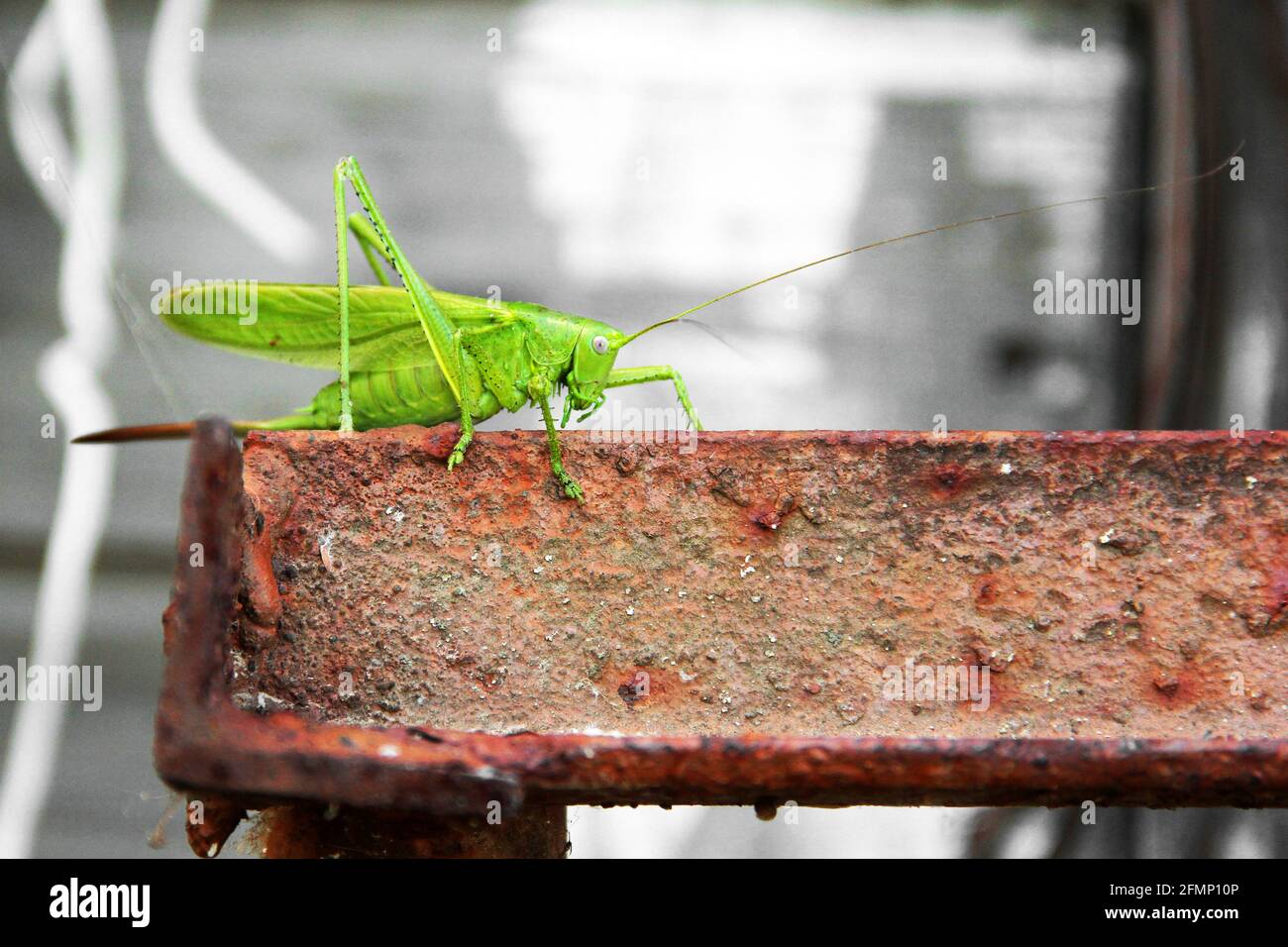 Big green locust male hi-res stock photography and images - Alamy