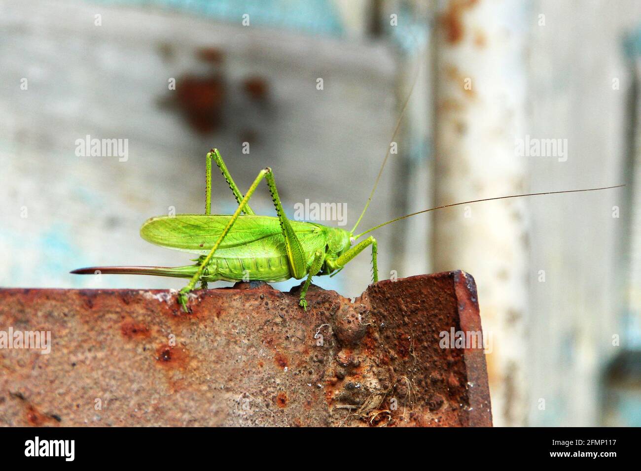 Locust close hi-res stock photography and images - Alamy