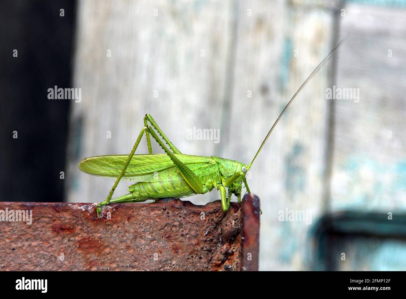 Locust close up. Great Green Locust Stock Photo - Alamy