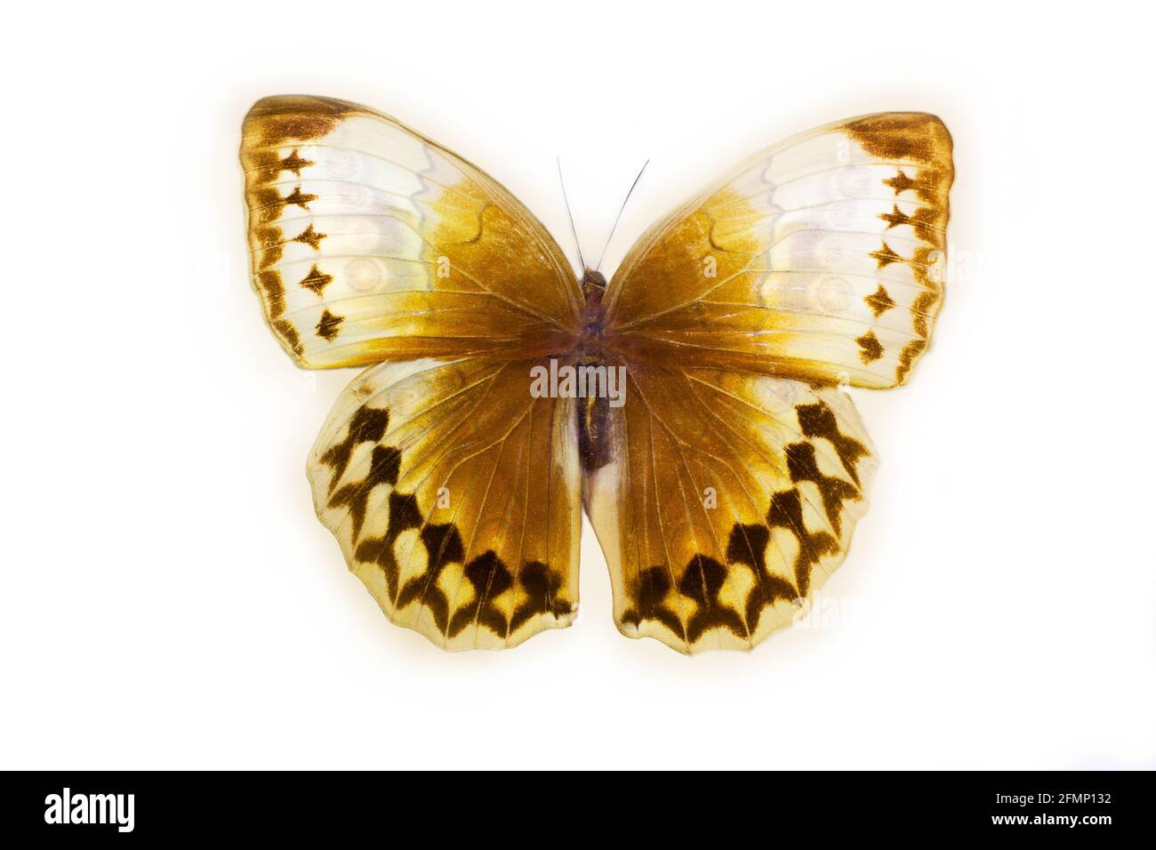 Big butterfly on a clean background Stock Photo - Alamy