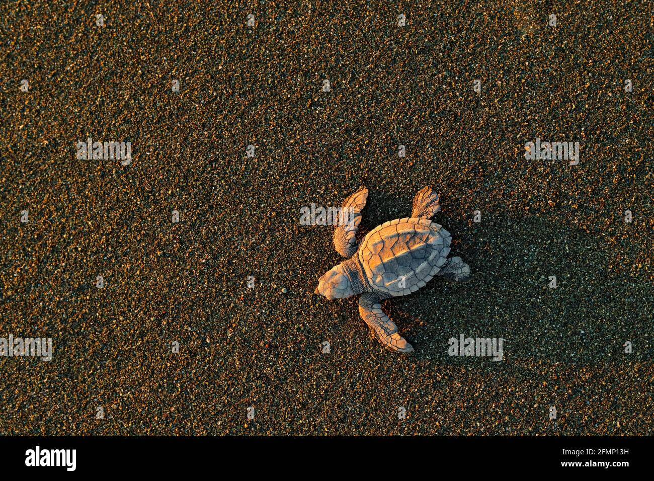 Baby sea turtles on beach sunset hi-res stock photography and images ...