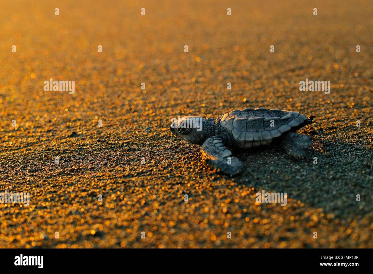Caretta caretta tortoise hi-res stock photography and images - Alamy